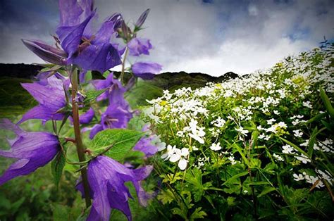 Top 10 Most Beautiful Flowers In India