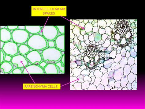 Ppt Unit 4 Plant Tissue Powerpoint Presentation Free Download Id