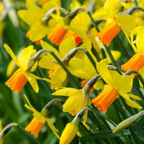Buy Cyclamineus Daffodil Bulbs Narcissus Jetfire £20 Delivery By Crocus