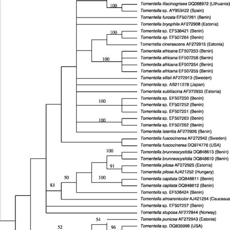 Strict Consensus Of 201 Most Parsimonious Trees Generated From