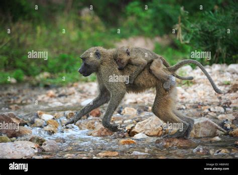 Olive Baboon Papio Anubis Mother With Young On Her Back Gombe