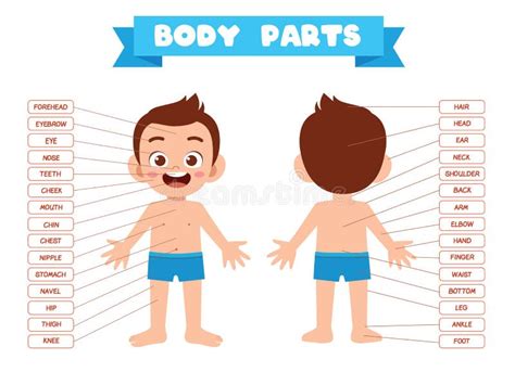 Copil Fericit Băiat Drăguț Corp Parte Anatomie Stock Vector Ilustrare