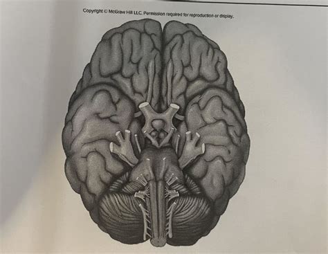 Anatomy And Physiology Chapter Diagram Quizlet