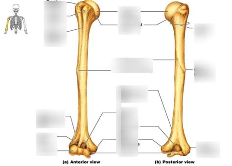 Humerus Diagram Quizlet