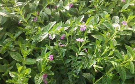 满天星的养殖方法和注意事项 蜜源植物 酷蜜蜂