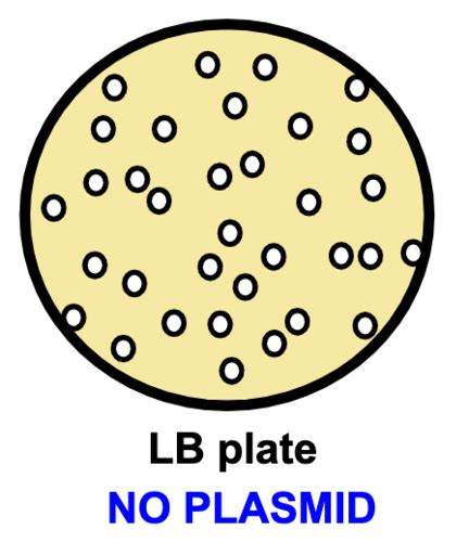 Mbio Lab Exam 3 Results Flashcards Quizlet