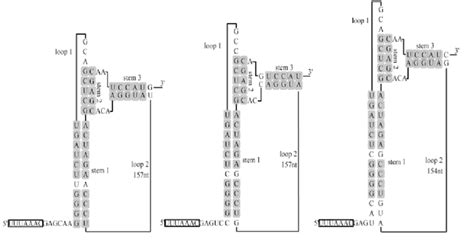 Predicted Elaborated Pseudoknot Structures For The Translational Download Scientific Diagram