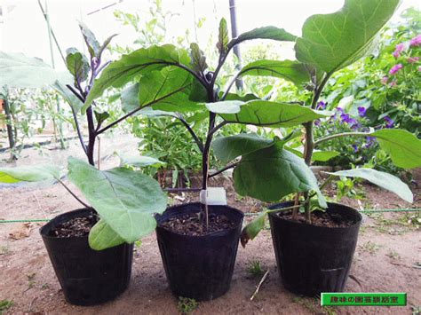 【趣味の園芸談話室】 ナス苗の植え付け