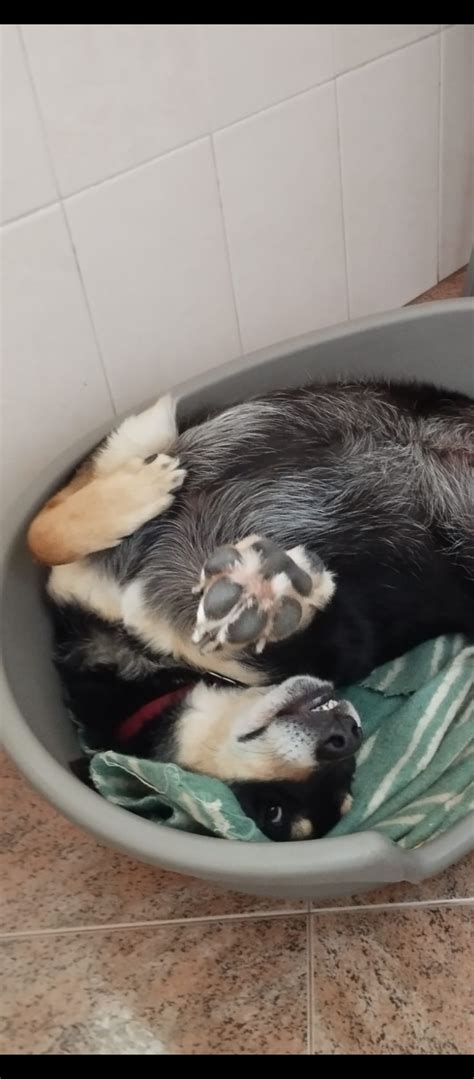 My Dog Sleeping Ranimalsbeingderps
