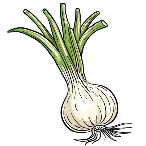 Un Dibujo De Una Cebolla Con Una Cebolla Verde En él Vector Premium