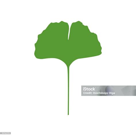 Isoler Une Silhouette De Couleur Verte De La Feuille De Ginkgo Biloba