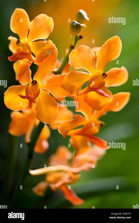 Dendrobium Hybrid Orchid Are Known For Their Bright Vibrant Colours