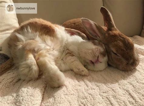 Cat And Bunny Sleeping Together Cat And Bunny Cuddling Cat And