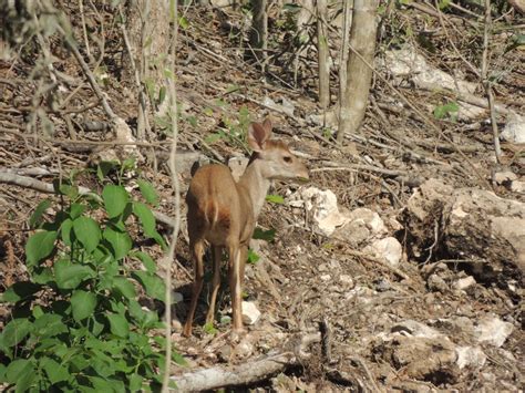 Yucatán Brown Brocket In February 2023 By Jesus Ayala Gutierrez