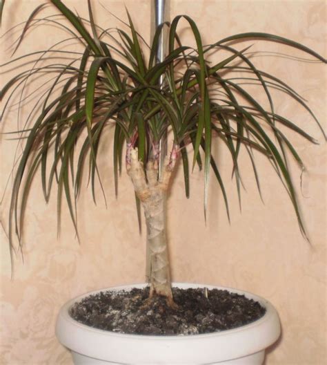 Драцена как омолодить растение