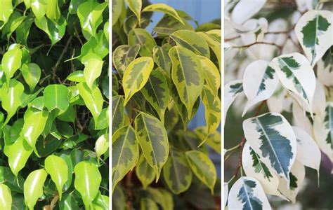 Árbol Benjamín Ficus Benjamina ¡planterista