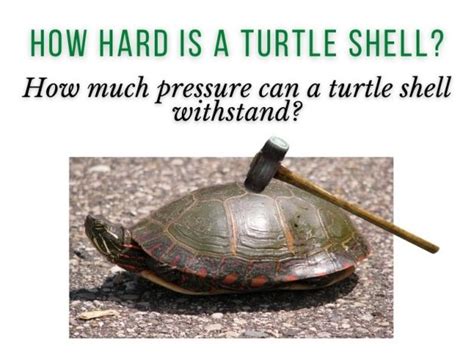 How Hard Is A Turtle Shell Turtleholic
