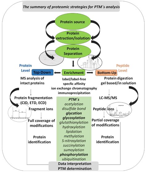 Mass Spec Protein Analysis Service Mtoz Biolabs