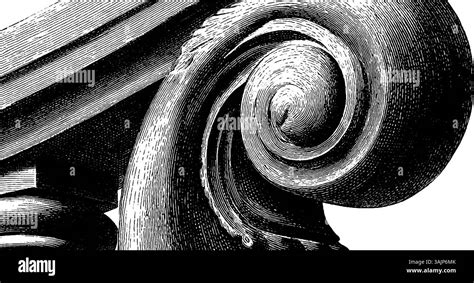 Detailed Ionic Column Capital Classical Architecture Design Black And White Engraving Stock