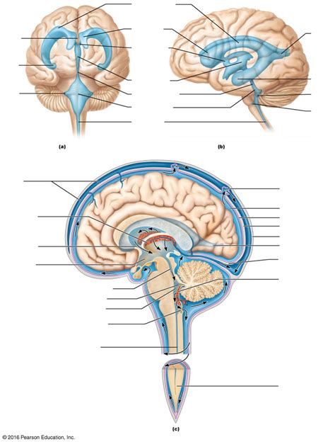 178 Diagram Quizlet