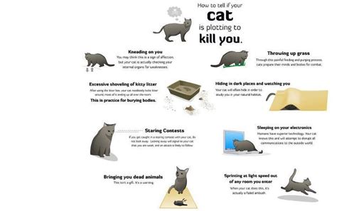 How To Tell If Your Cat Is Plotting To Kill You I Miss My Cat Cats Cats And Kittens