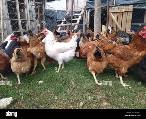 Indigenous Kienyeji Chicken On Free Range Farming In Kenya Stock