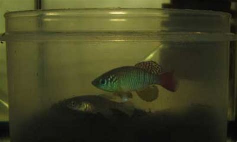 Maintenance And Breeding Of Nothobranchius