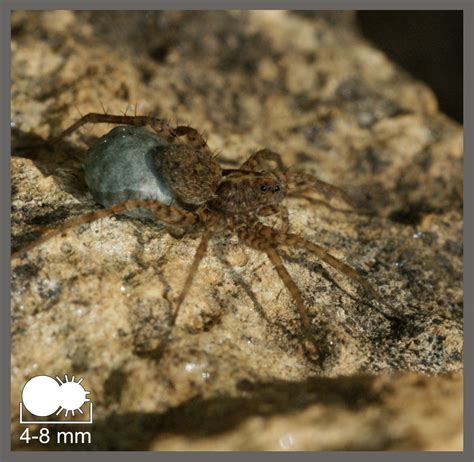 Pardoses Pardosa Sp Identifier Un Arachnide