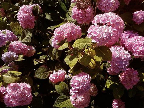 Free Picture Pink Hydrangea Flowers