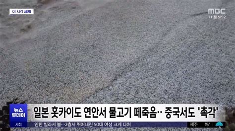 홋카이도 연안 물고기 떼죽음
