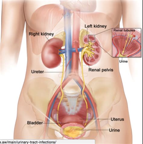 Sec3 Urinary System 8 Flashcards Quizlet
