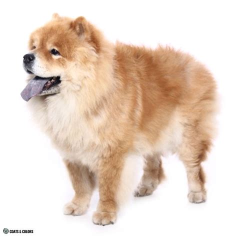 Red Chow Chow Coats And Colors