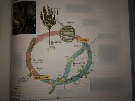 Lecture Exam 4 Diagram Quizlet