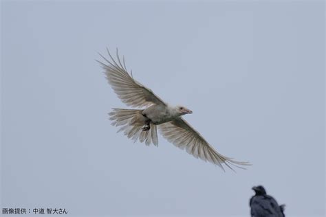 北海道で撮影された白いカラスらしき生物 その神々しい姿に衝撃走る Sirabee