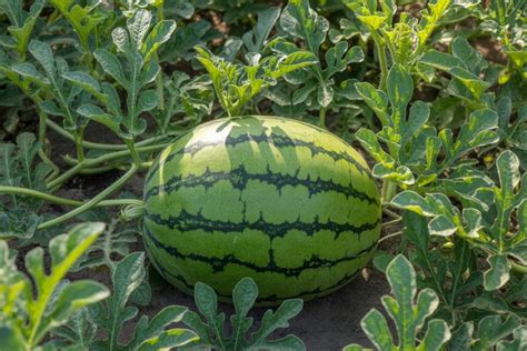 Combien De Pastèques Par Pied Et Comment Booster Son Rendement