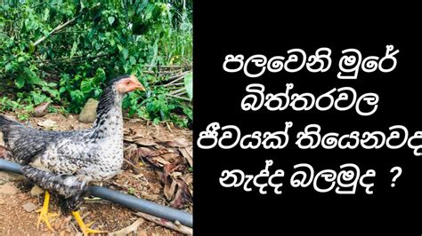 පලවෙනි මුරේ බිත්තර වලින් පැටව් එනව අඩුද කුකුල් පාලනය Himasara Farm