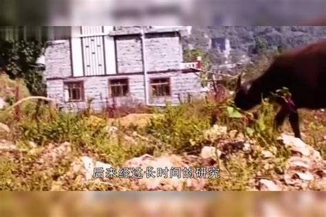 浙江有一块“搓衣板”，放在池塘边几十年，却无人发现其是圣旨圣旨浙江