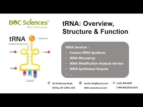 Transfer Rna Trna Trna Overview Structure And Function Mrna Translation Protein Synthesis
