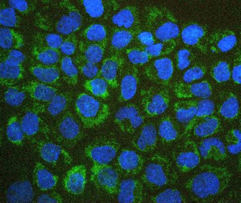 Anti Bakbak1 Antibody Picoband™ Monoclonal 4c2