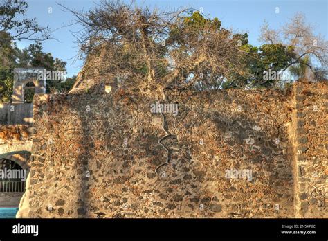 Tree On Wall With Roots Exposed Stock Photo Alamy