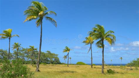 Warm Summer Wind Blows Across The Tropical Island And Makes Towering