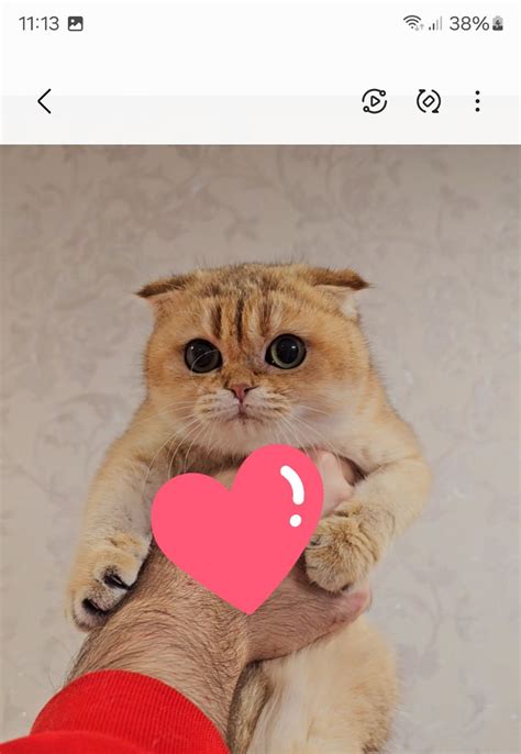 Шикарная кошечка шиншилла голд