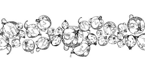 건포도 구스베리 물 이슬 방울 손 벡터 잉크 흩어져있는 익은 정원 베리 그룹 완벽 한 격리 된 배너 화환 가정 보존 식품 섬유 문구류 식품점 장식 조리법 책 건강한 식생활에