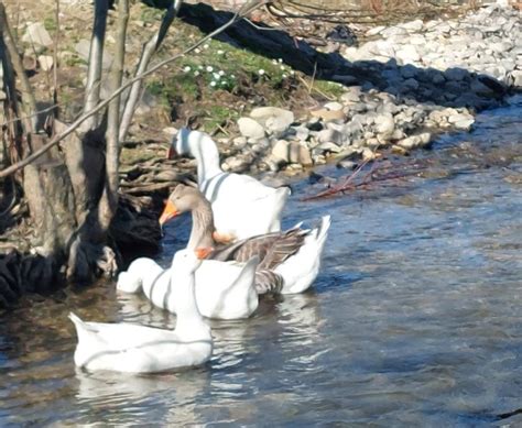 Jaja Za Nasad Od Gusaka