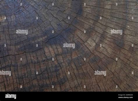 Cross Section Of A Giant Sequoia Sequoiadendron Gigantea In The