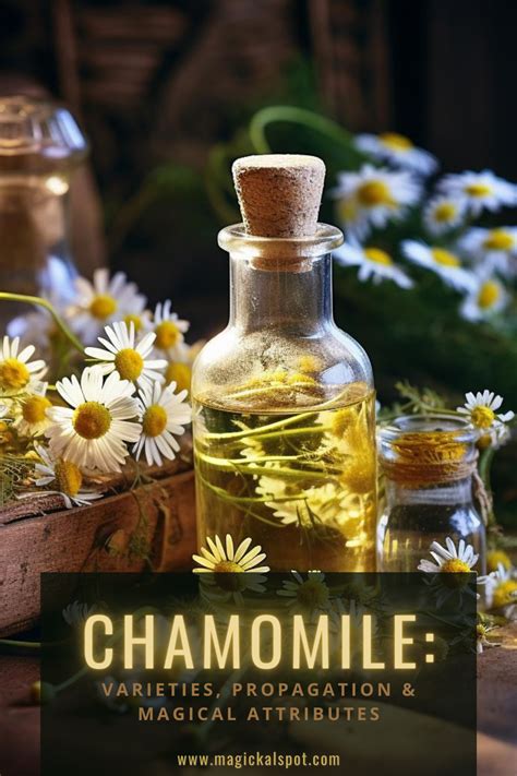 Chamomile Varieties Propagation And Magical Attributes Misticismo