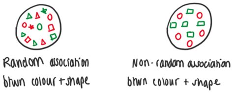 Quantitative Traits And Population Genetics Flashcards Quizlet