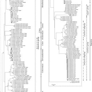 A Neighbor Joining Tree With 1 000 Bootstrap Replicates Constructed
