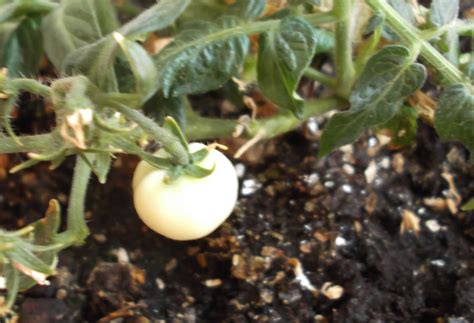 EXPERIENCIAS DE CIENCIAS EN EL IES Ciclo Vital De Una Planta