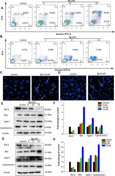 A Induction Of Apoptosis By Compound 2d In Mgc 803 Cells B Induction
